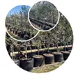 Fine Lines Landscaping | Trees, Shrubs, Roses, Lawn & More